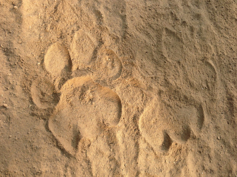 Tracking the Pug Marks | Nupur Bhatnagar
